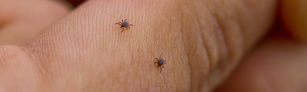 Feiten En Fabels Over Ziekte Van Lyme Nederlands Lymeziekte